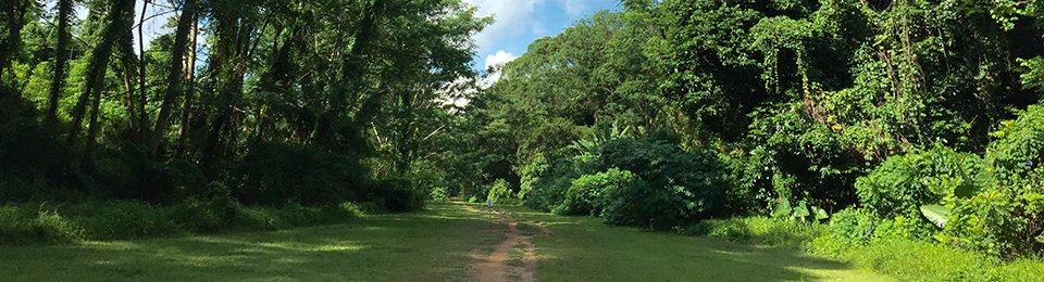 Walk the Green Corridor from Buona Vista to Rail Mall